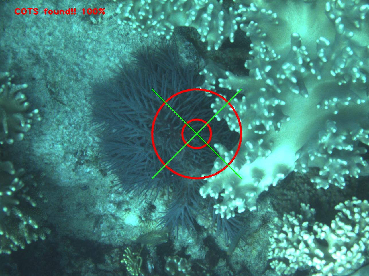 New weapon for war on crown-of-thorns starfish - ABC listen