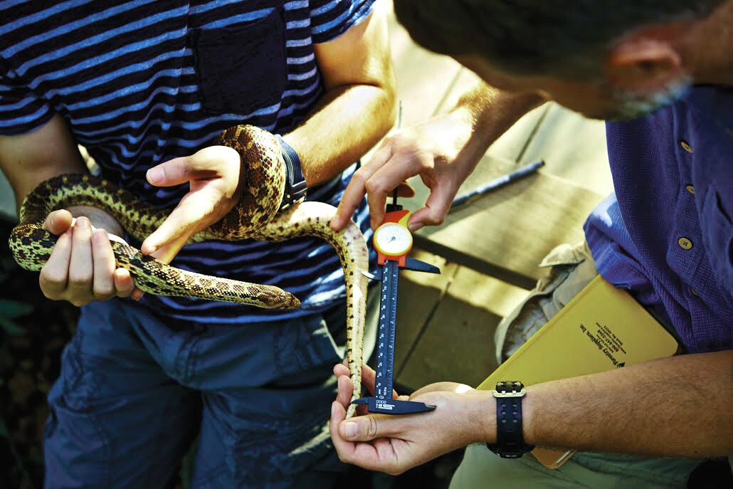 Citizen scientists help document reptiles and amphibians of southern ...