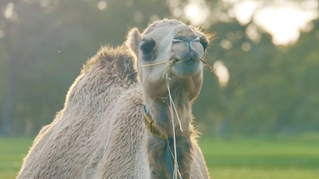 Camel Milk Farmer: A passionate young farmer's big vision for the ...