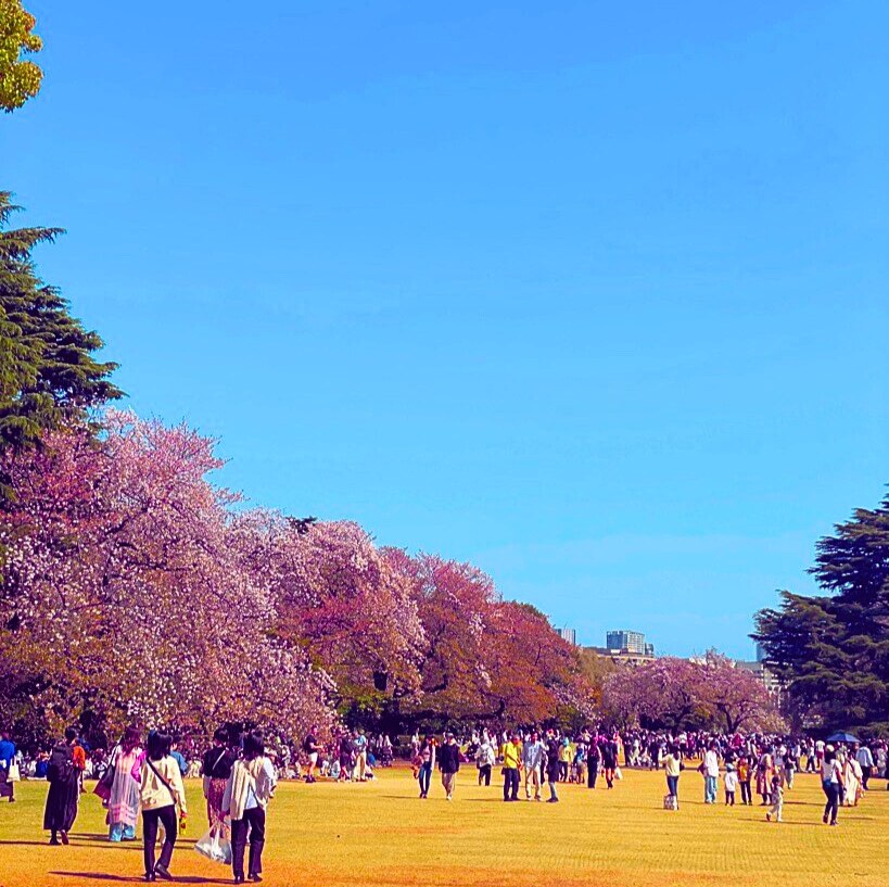 Sakura soundscapes: your musical journey through Japan's cherry blossom ...