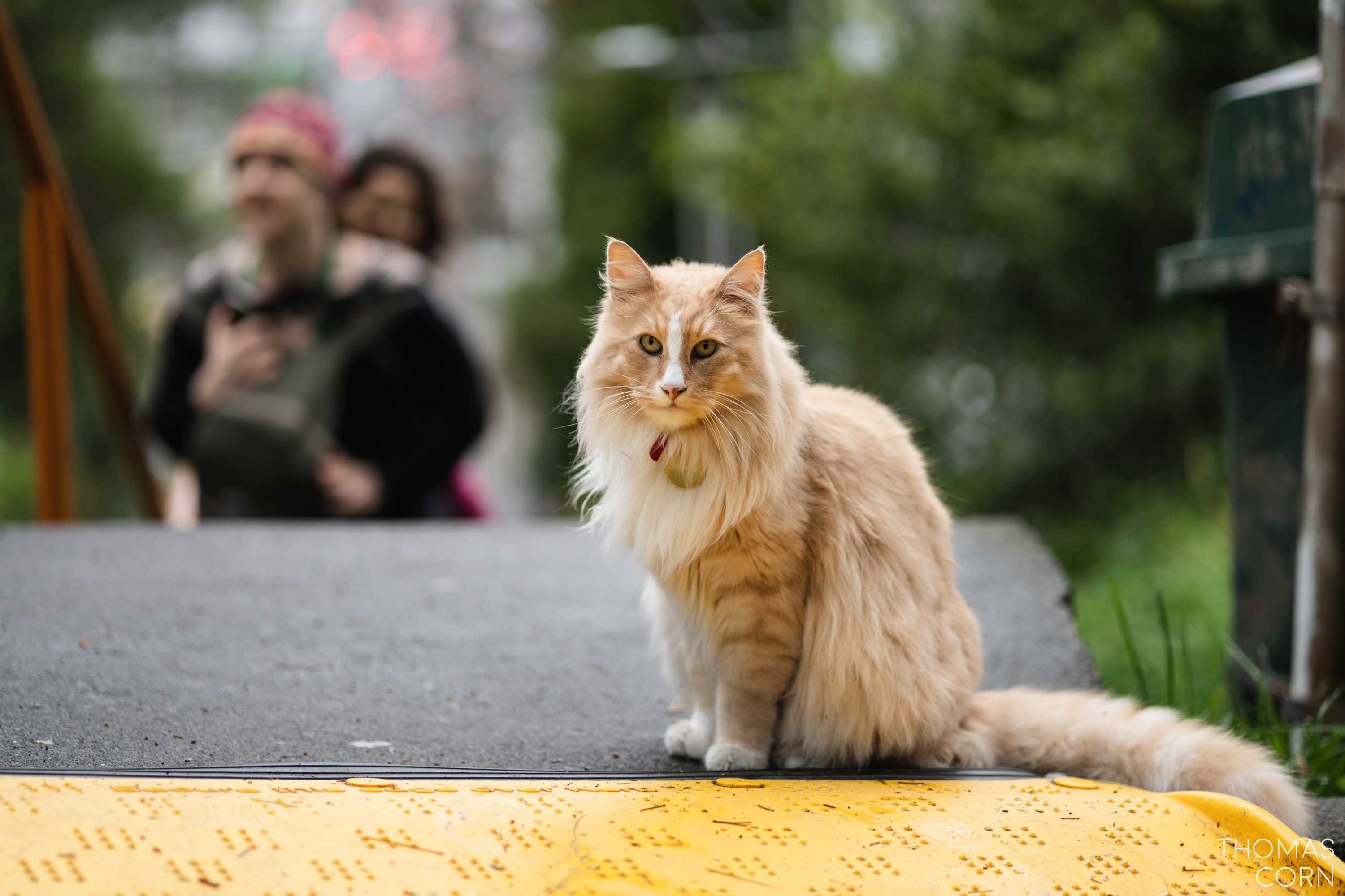 'Extremely friendly' celebrity cat could be next New Zealander of the ...