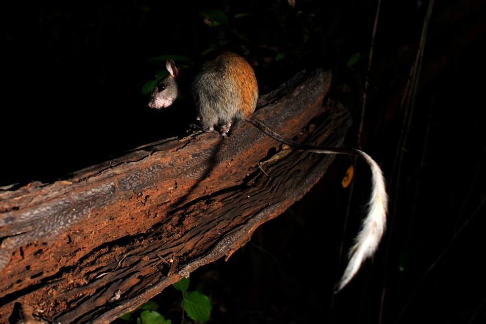 Australia's unique, golden-backed tree-rats and why we need to save ...