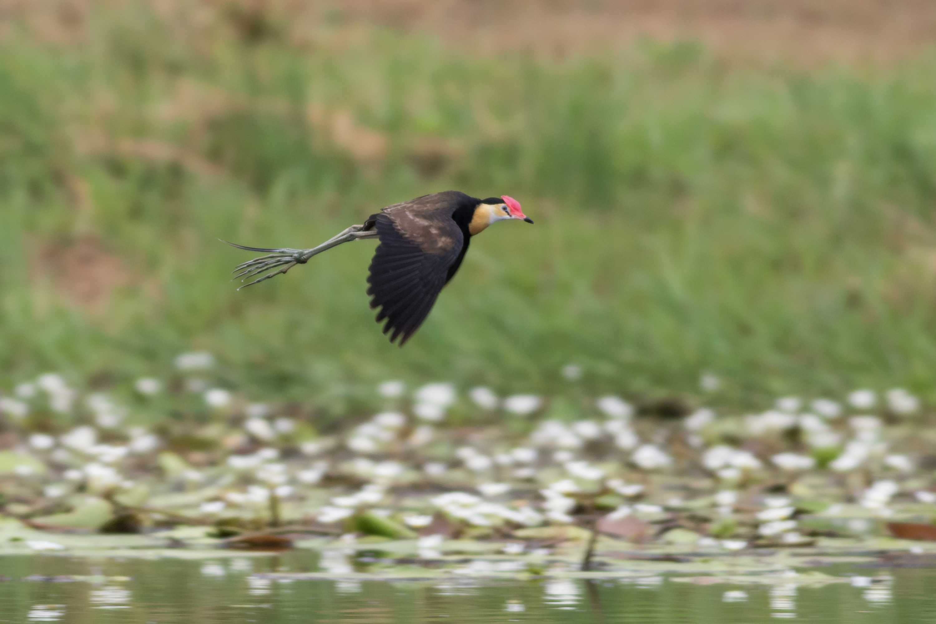 Comb-crested jacana waterbird carrying chicks to safety captured in ...