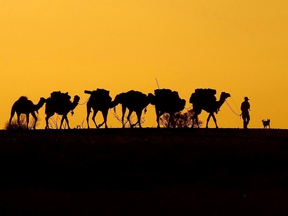 John is walking across Central Australia with six camels and his dog ...