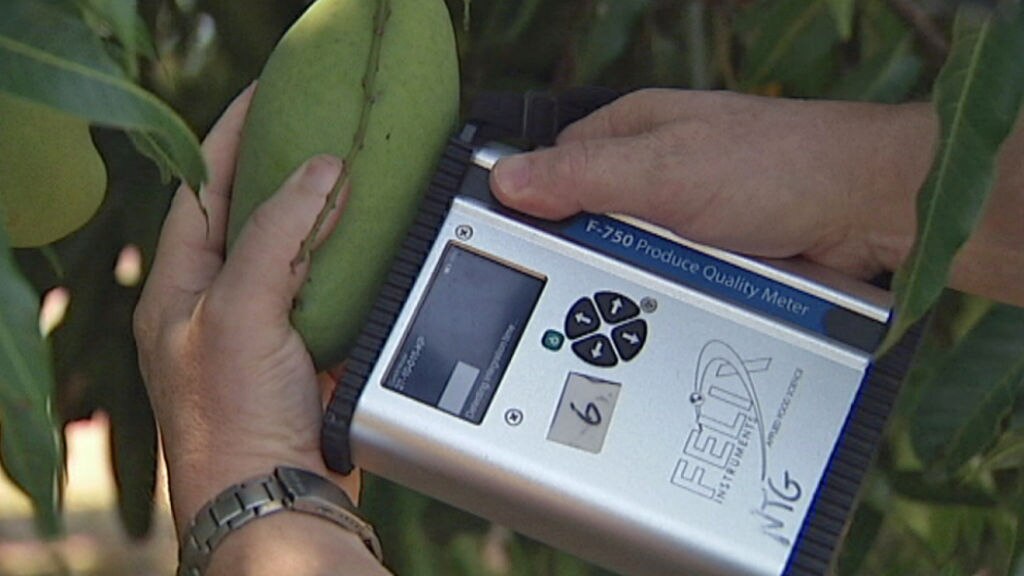 NT mango farmers turn to technology to make sure fruit is ripe - ABC News