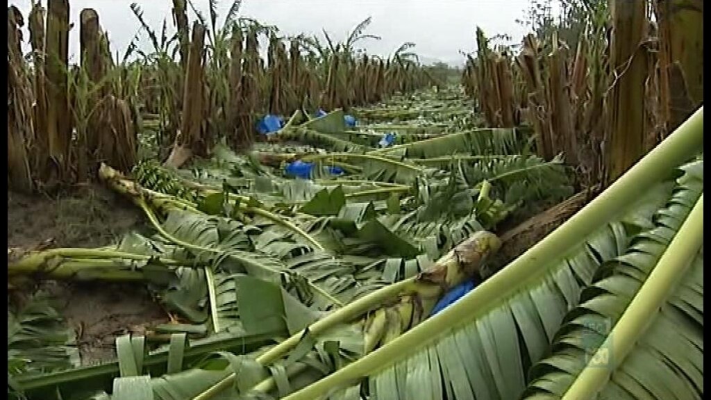 Sugar industry hit hard by Cyclone Yasi - ABC News