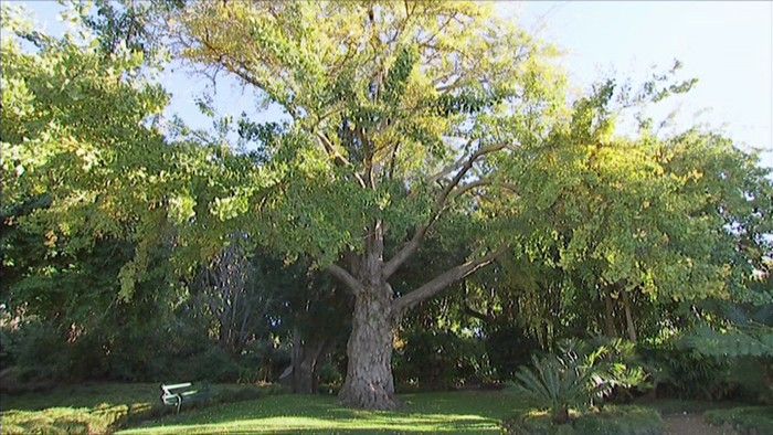 Maidenhair Tree - Gardening Australia