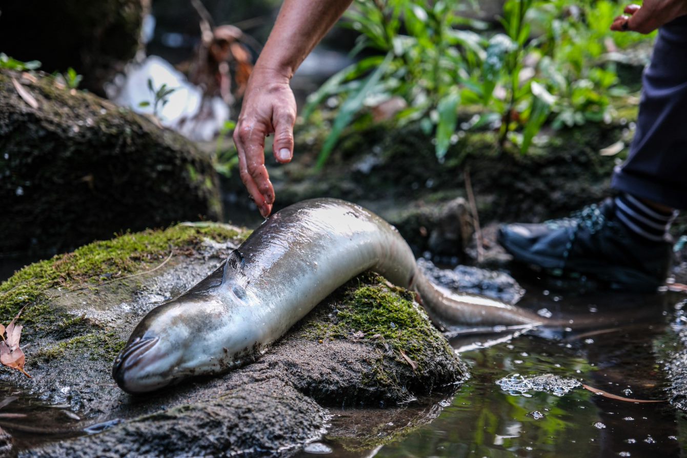 Dead eels and fish have been found at Flat Rock Gully Creek after ...