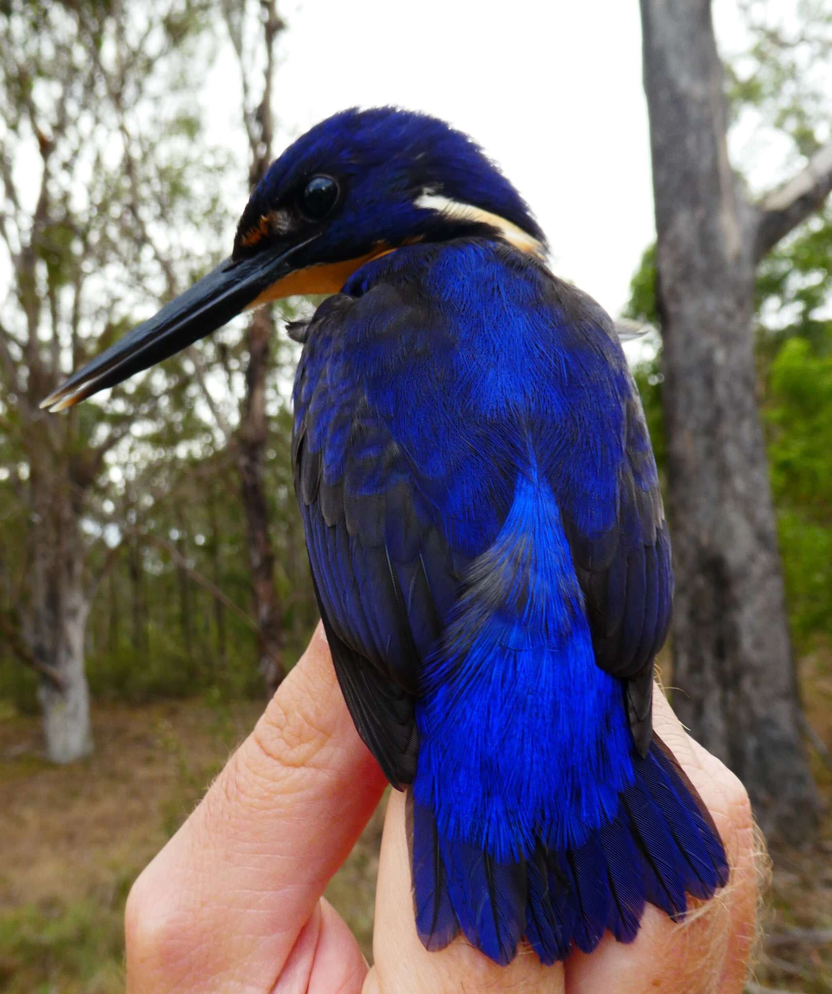 Bio Inspiration - How nature influences design - ABC listen