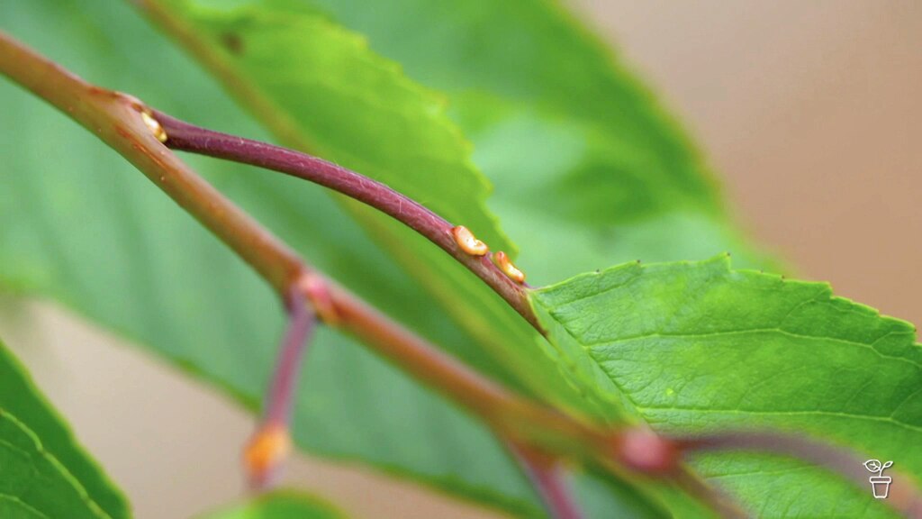 Extraforal Nectaries - Gardening Australia