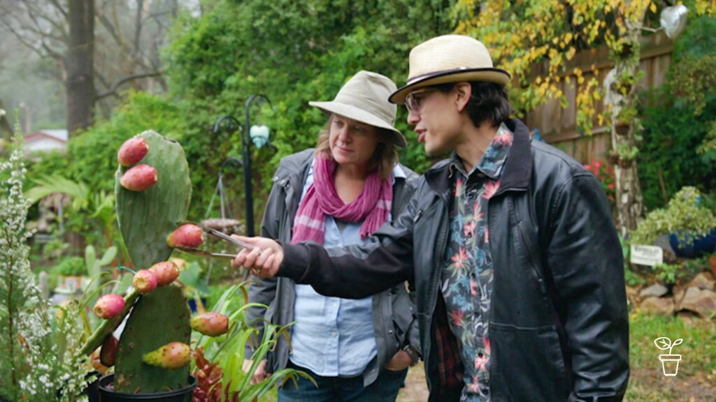 A Succulent Meal - Gardening Australia