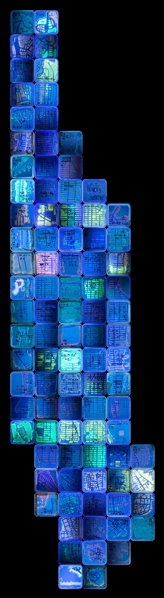 Agar art: Petri dish painting competition sees art and science collide ...