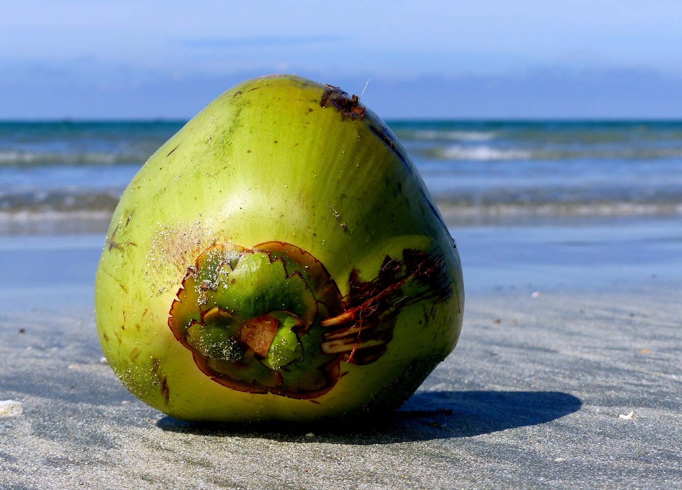 Encyclopedia Pasifika: What is the real origin of the coconut? - ABC ...