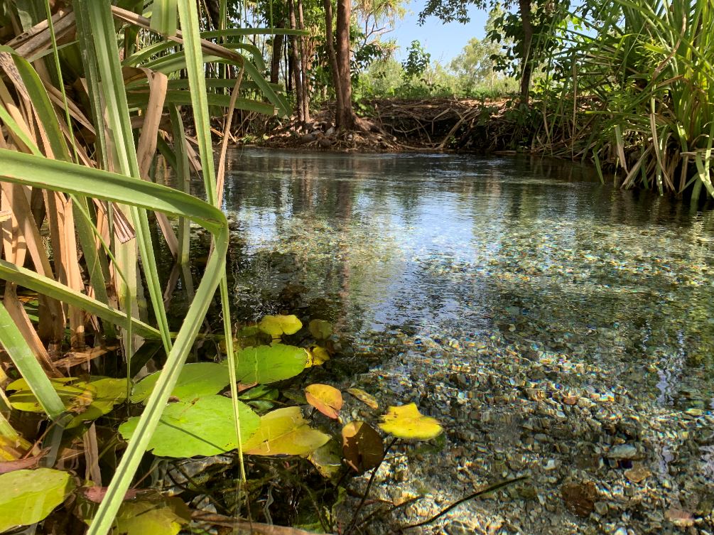 Waterhole springs back to life as Indigenous rangers tackle buffalo ...