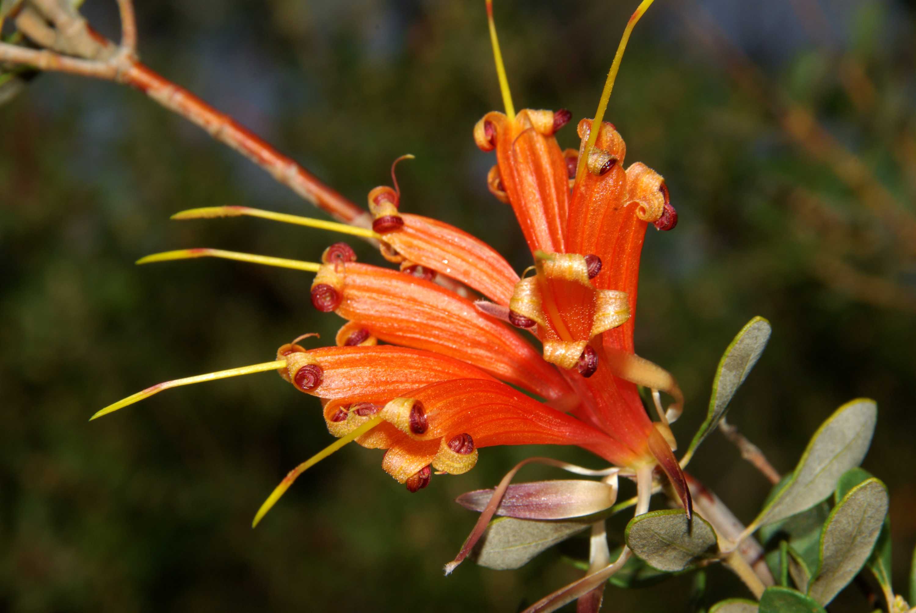 The evolution of bilateral floral symmetry - ABC listen