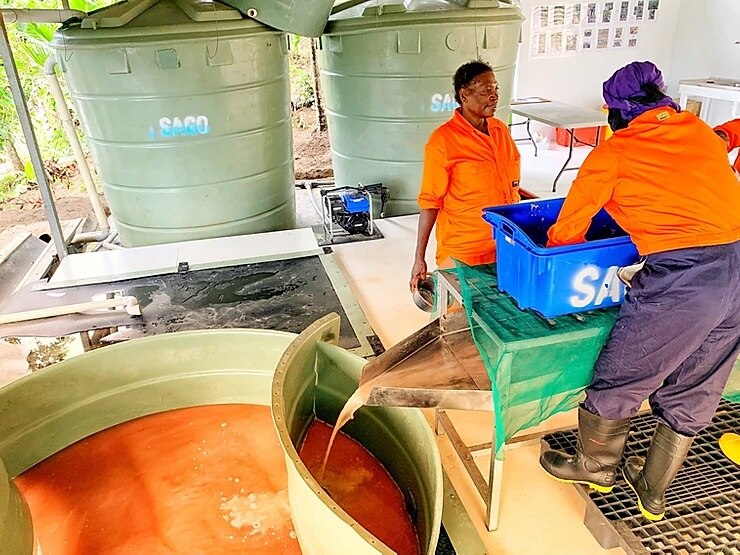 PNG sago processing mill hopes to make life easier - ABC Pacific