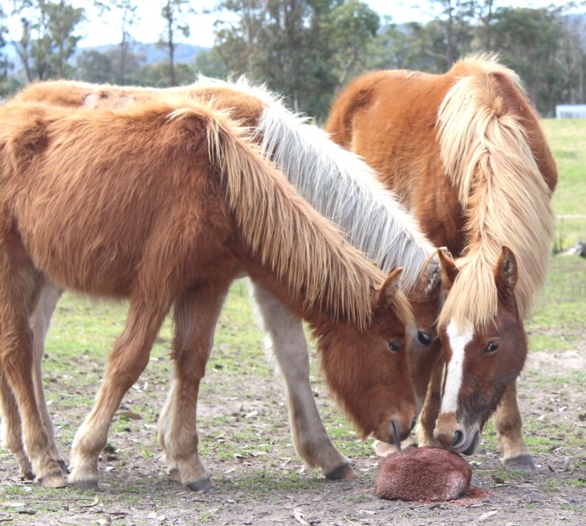 Hunter brumby sanctuary opens its gates to New England region - ABC News
