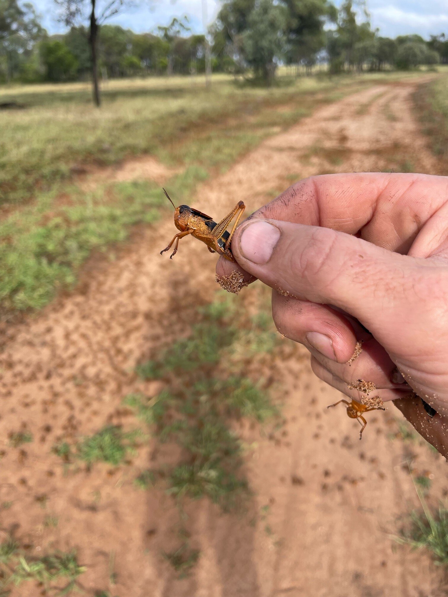 Locusts destroy western Queensland pastures with plague possible by ...