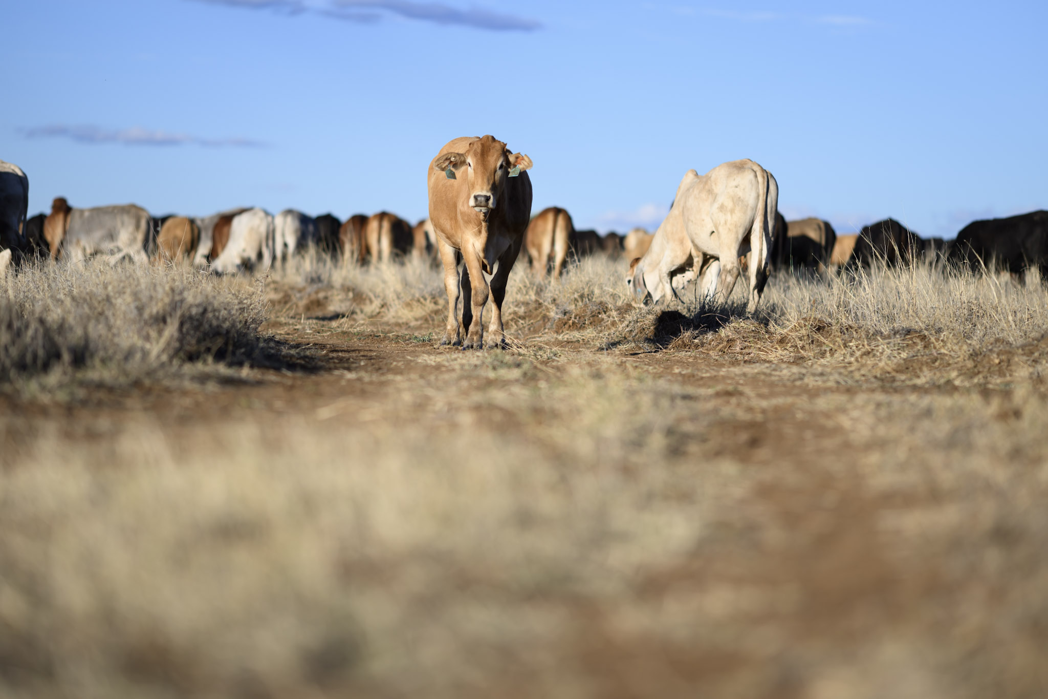 Cattle company inadvertently tipped off Queensland DPI to biosecurity ...