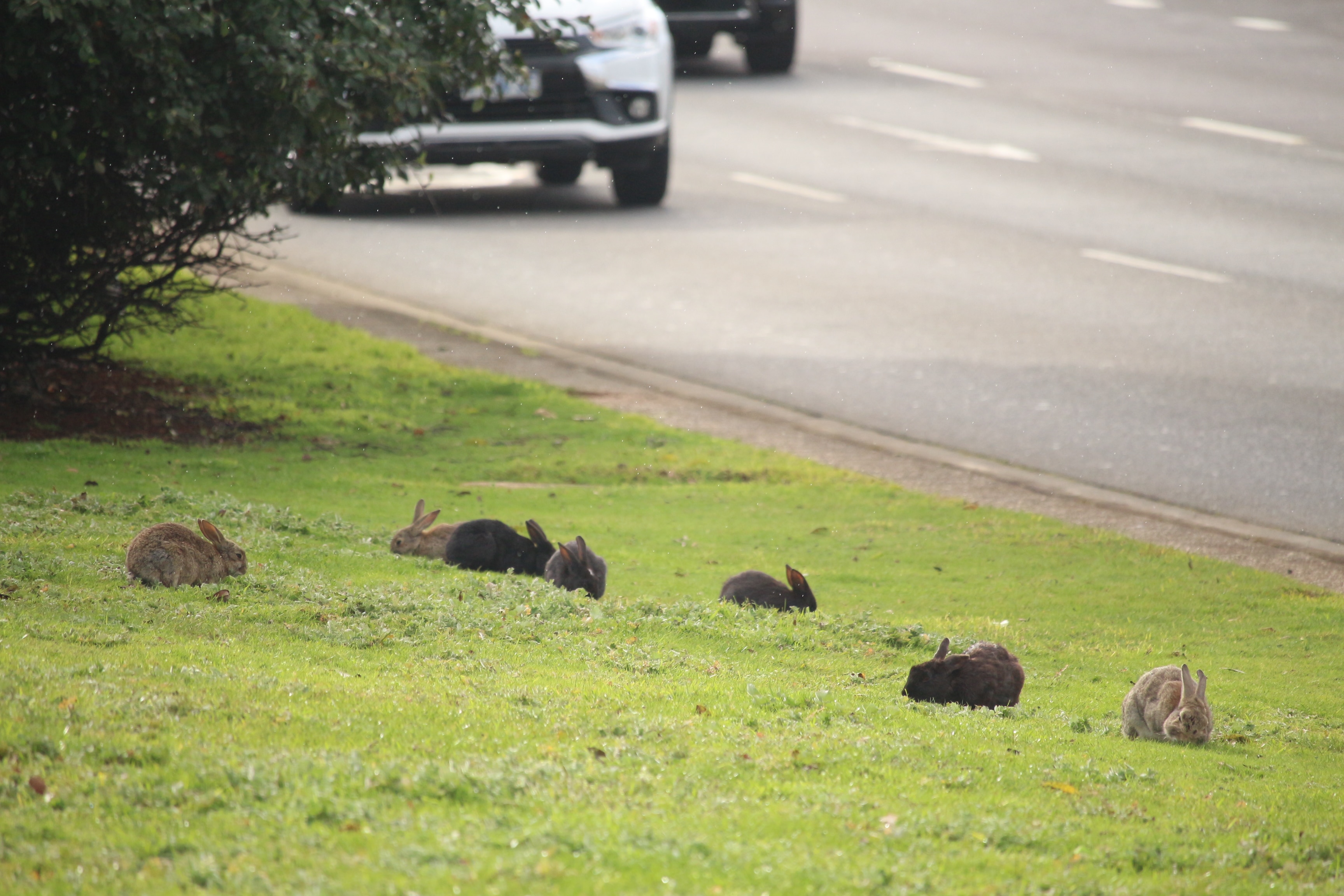 Burnie's 'Bunny Island' delights drivers on Tasmanian highway - ABC News