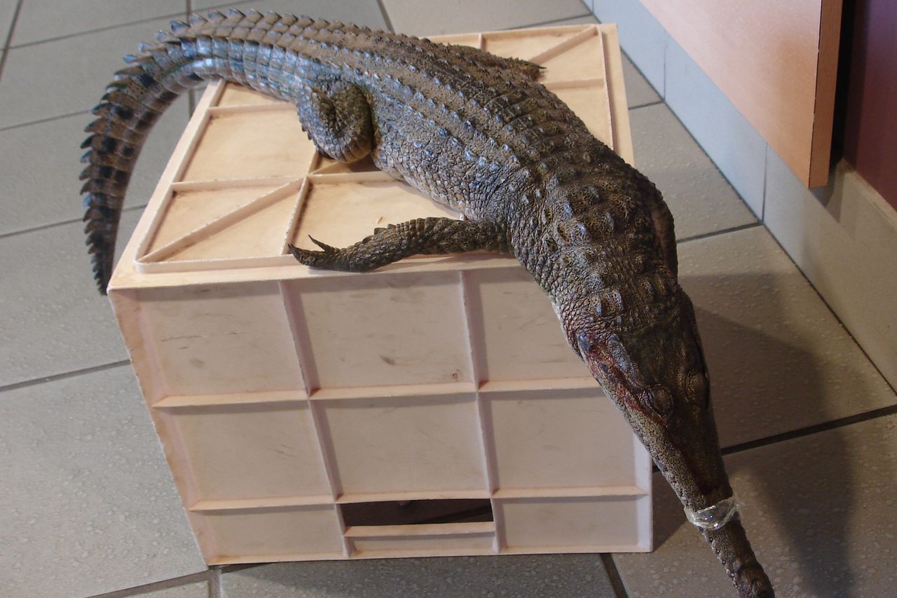 Crocodile run over in Mount Isa's CBD - ABC News