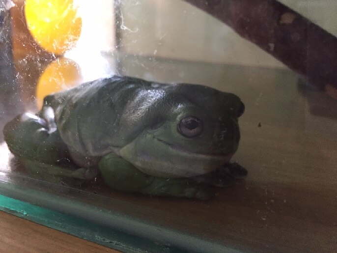 Cairns Frog Hospital faces fifth move as owner struggles to find ...