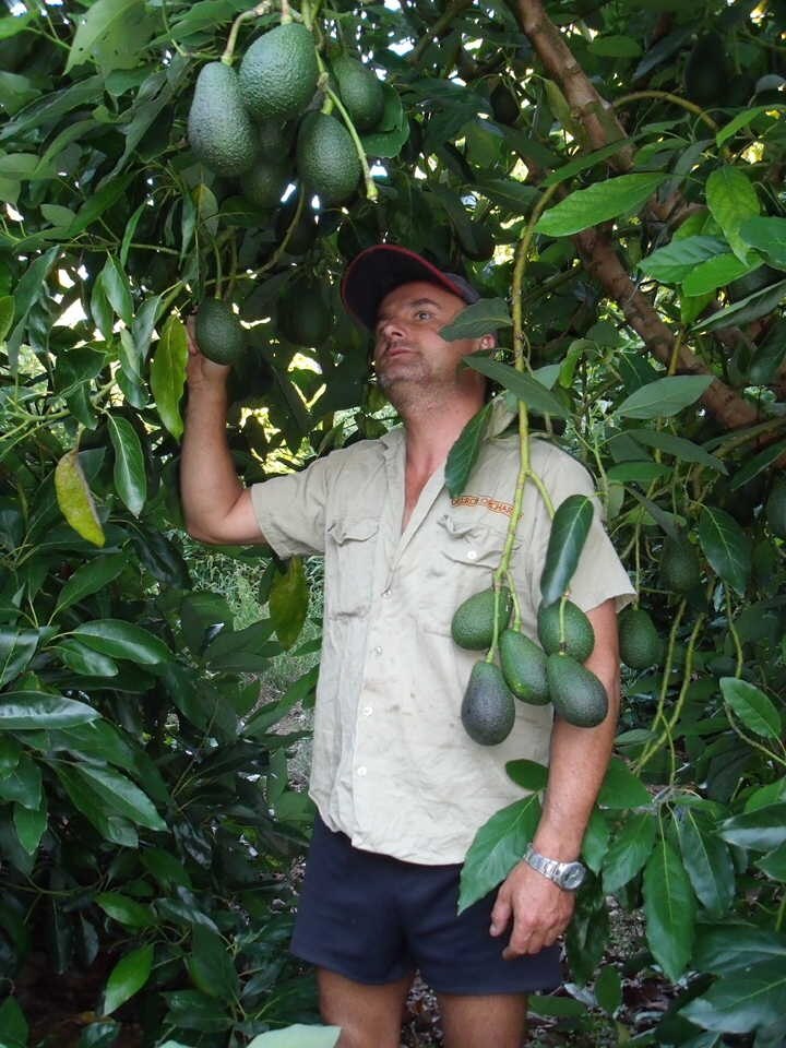 Avocado blitz could turn back and bite - ABC News