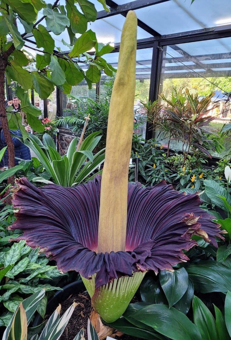 Adelaide home of the largest collection of corpse flower species in the ...