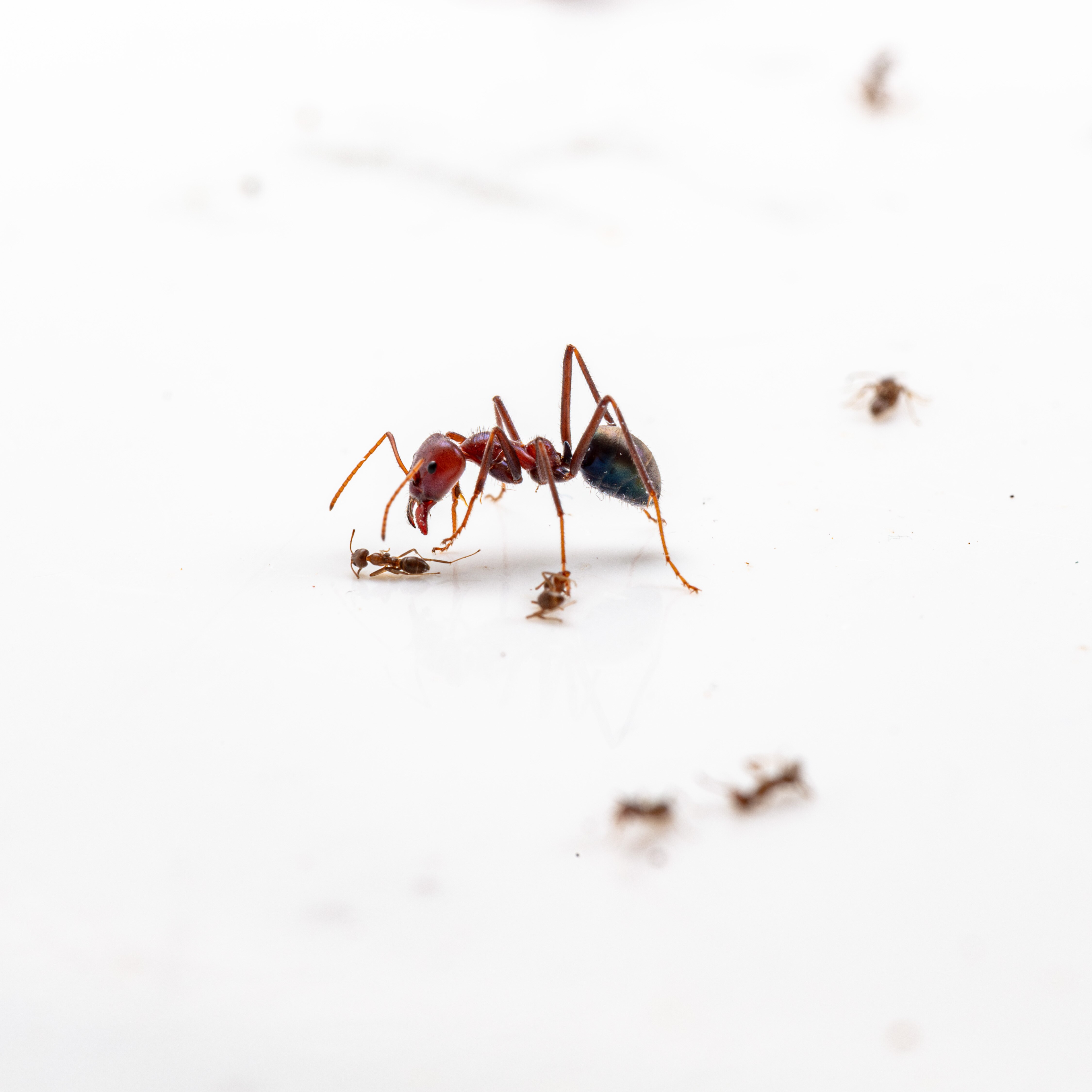 When ants go to war size isn't the only thing that matters - ABC listen