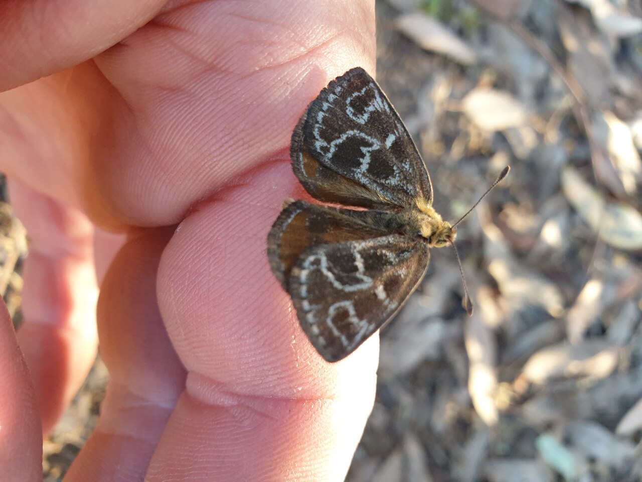 Critically endangered golden sun moth found by man walking dog in ...