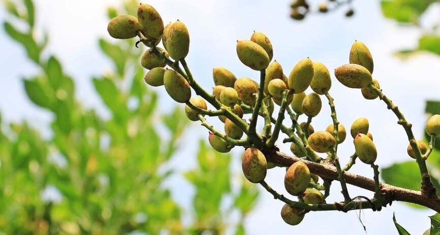 Meet the man who impulse bought a pistachio farm - ABC listen