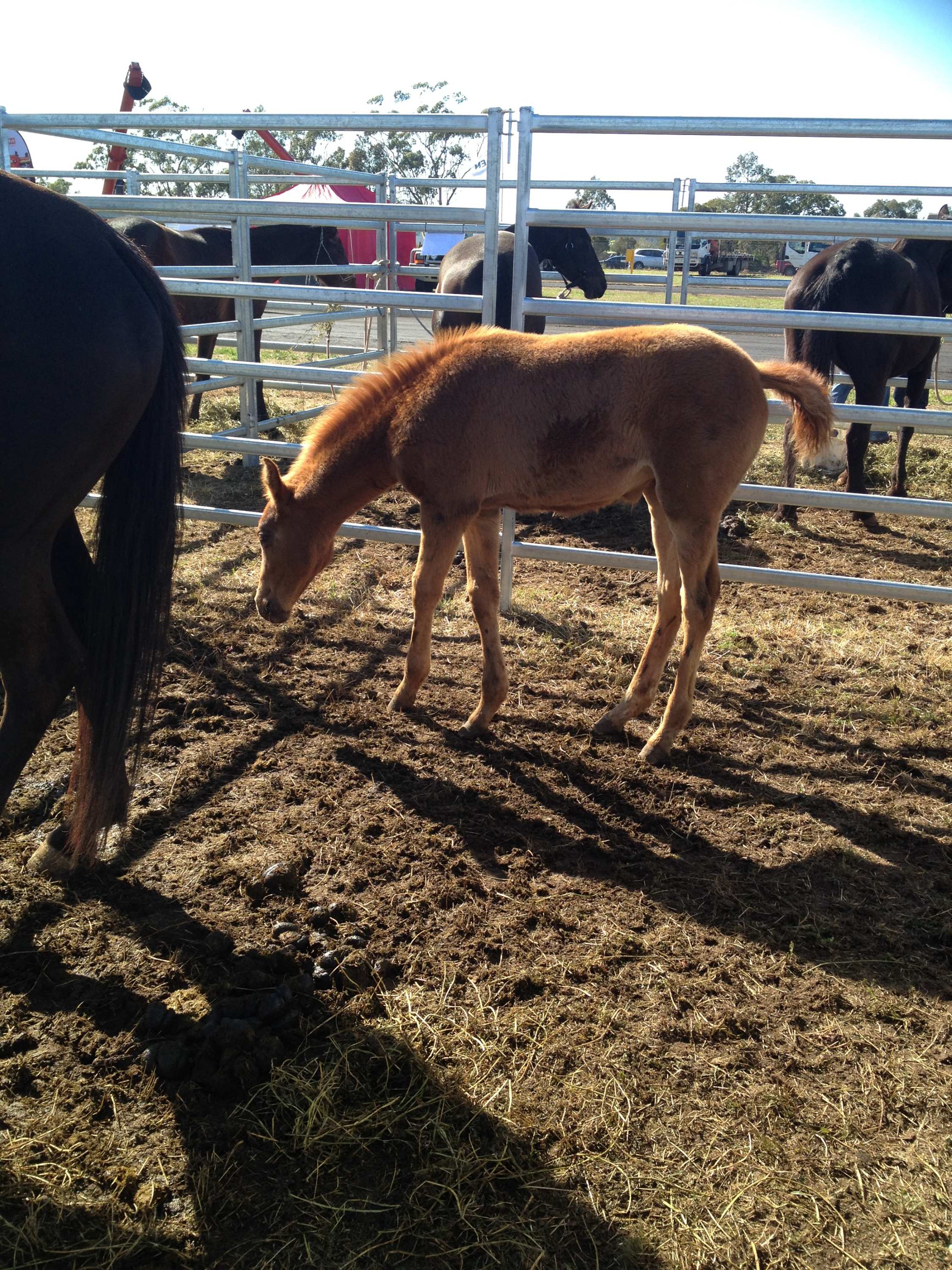 Australia's largest agricultural field days - ABC News