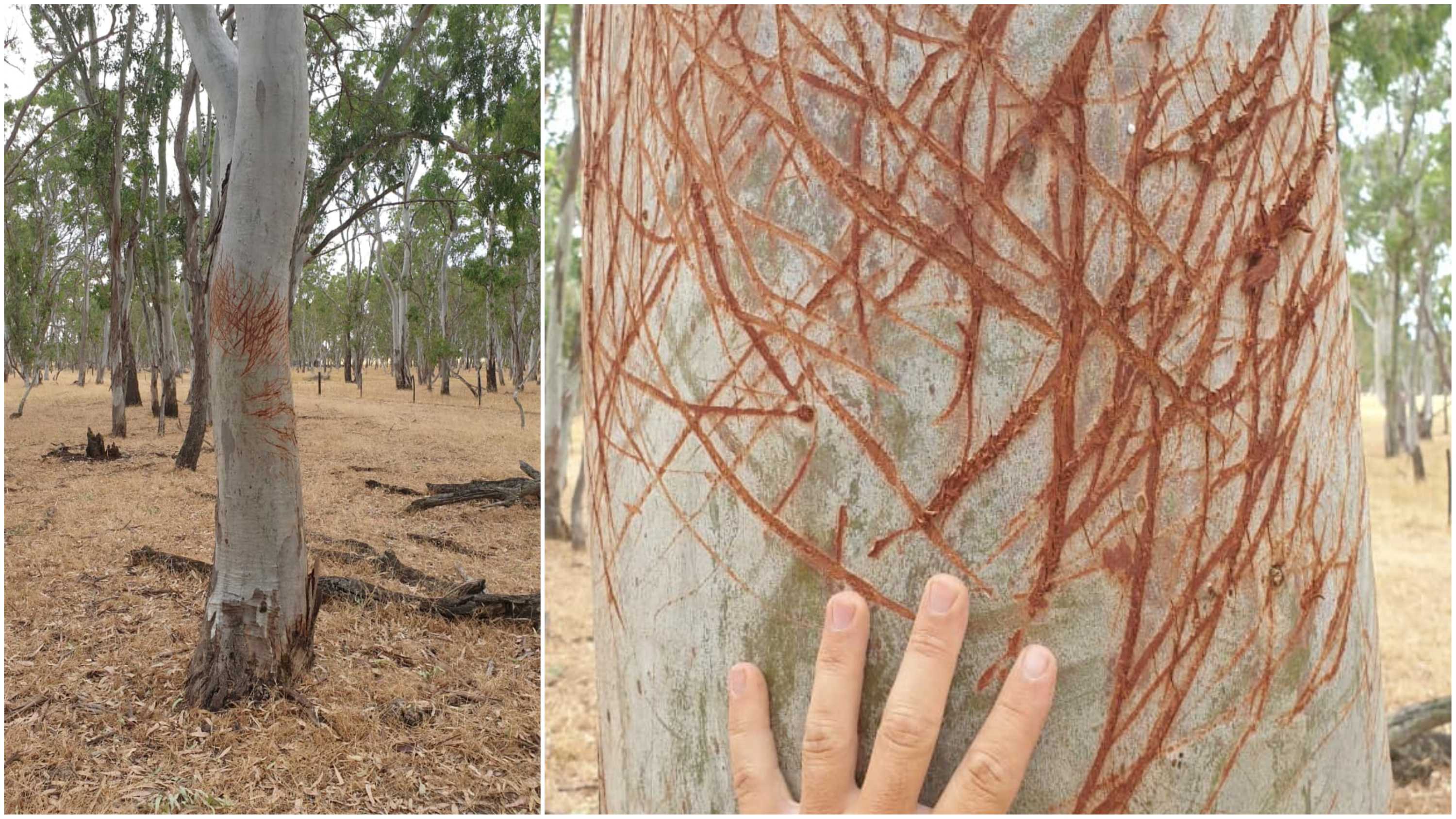 Deer to blame for strange tree markings in South Australia's south east ...
