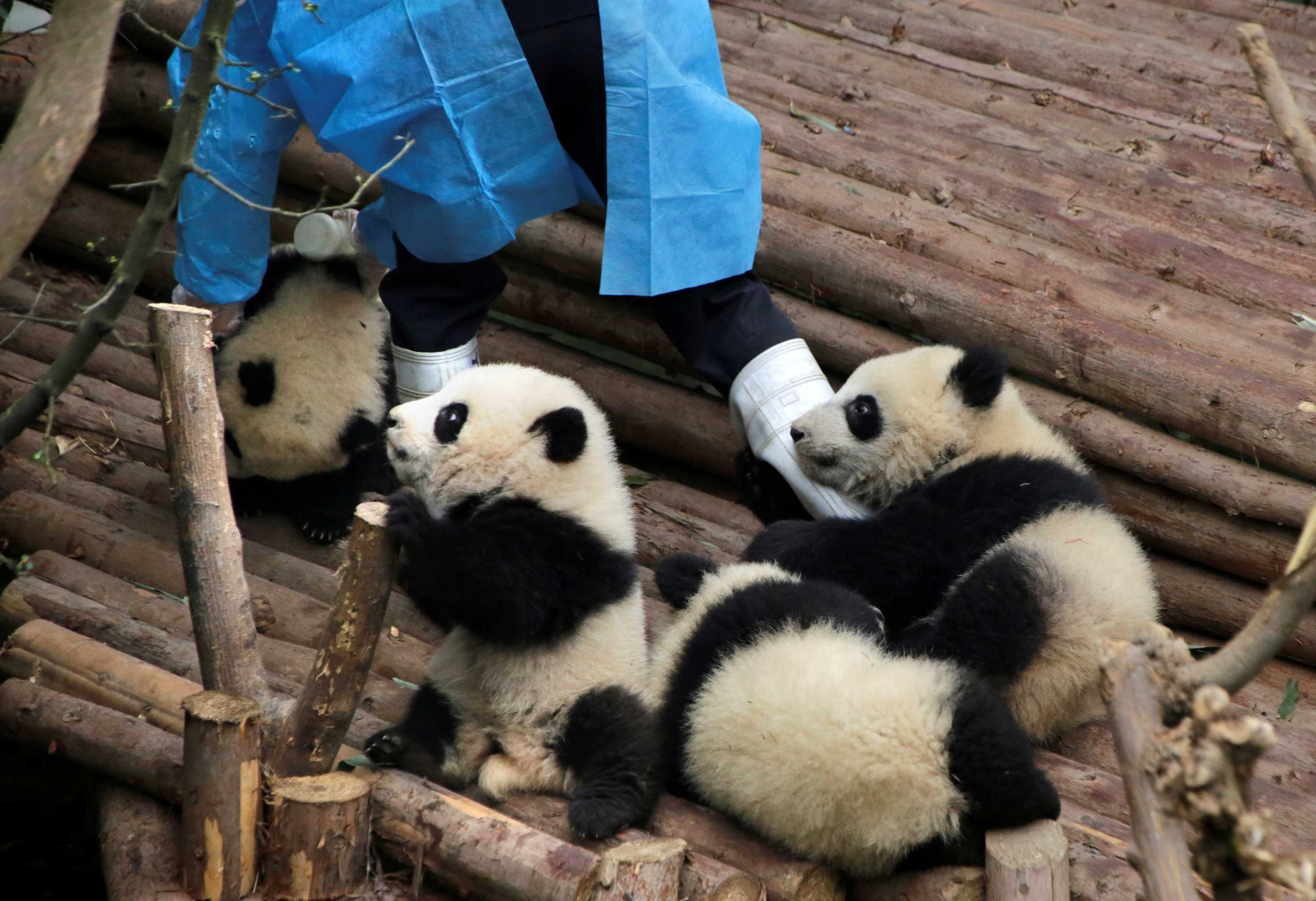 Giant panda habitats smaller now than when animals were on endangered ...