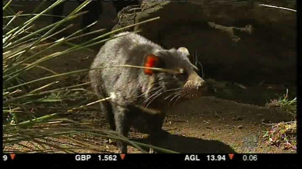 New hope for threatened Tasmanian devils - ABC News