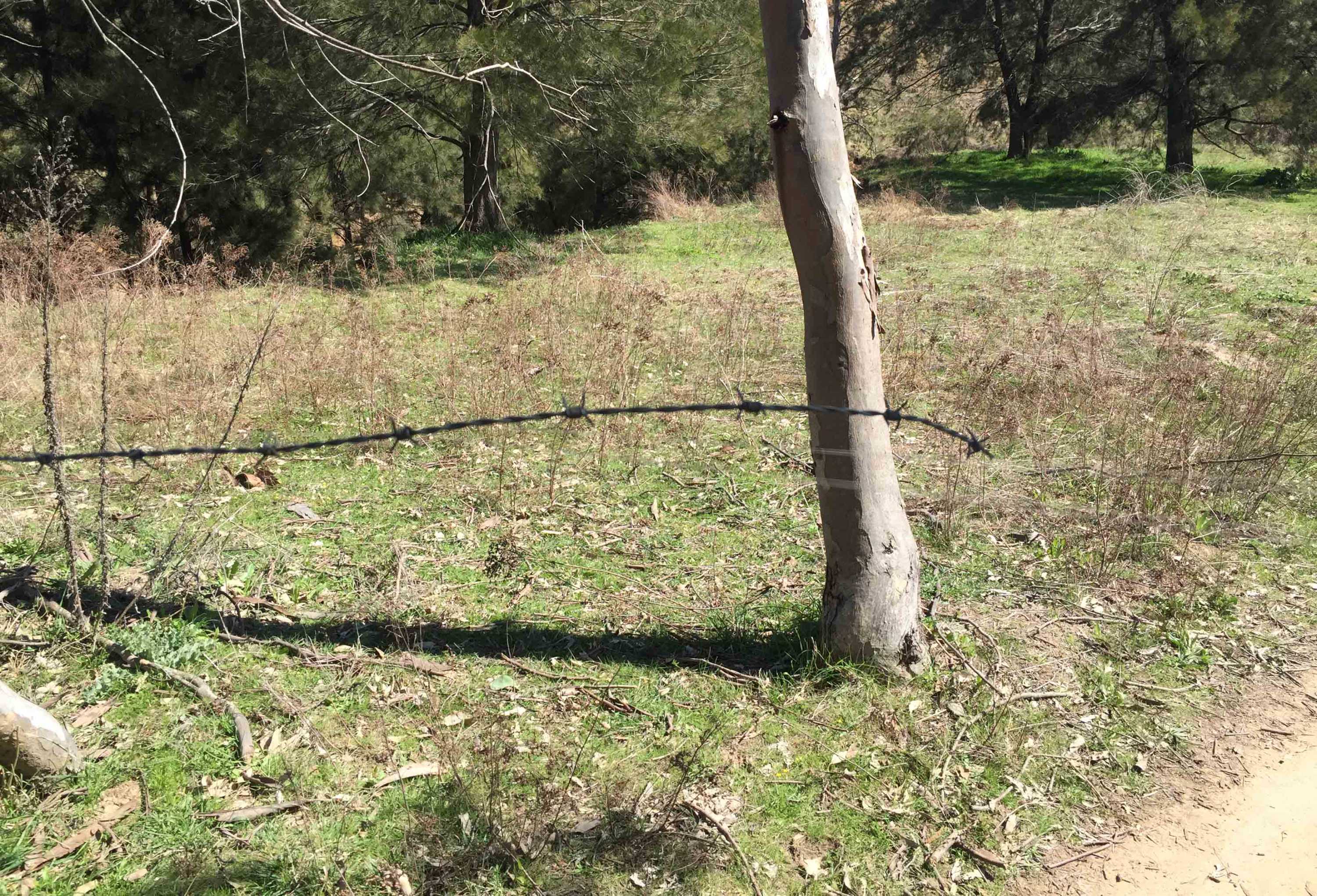 Barbed-wire booby trap strung across popular Centenary Trail walking ...
