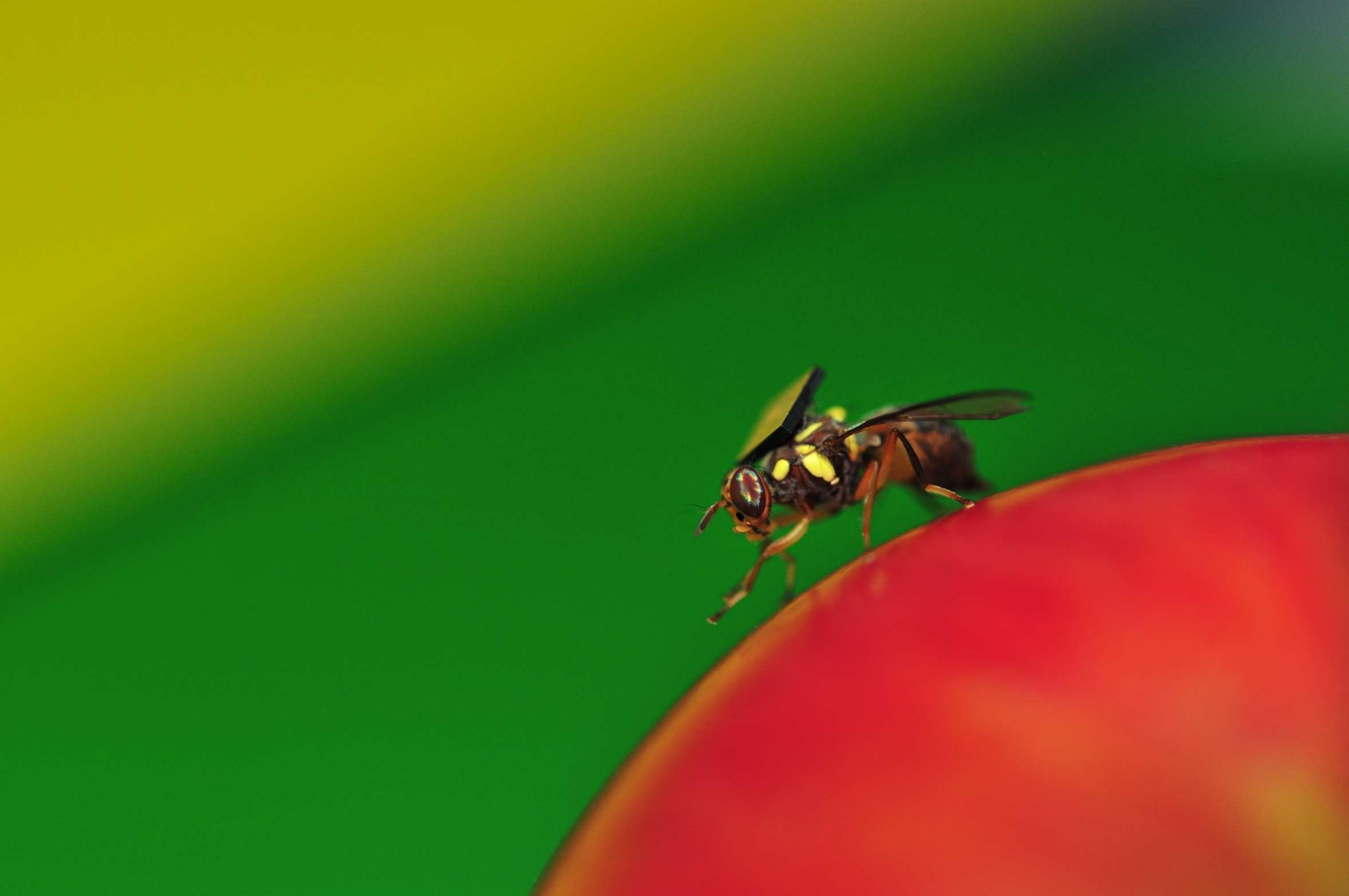 Disrupting mating season of Queensland fruit fly - ABC Radio National