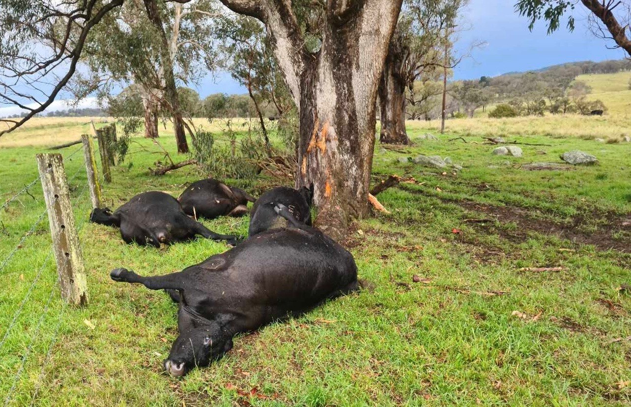 Angus cattle killed by lightning strike on Tenterfield farm - ABC News