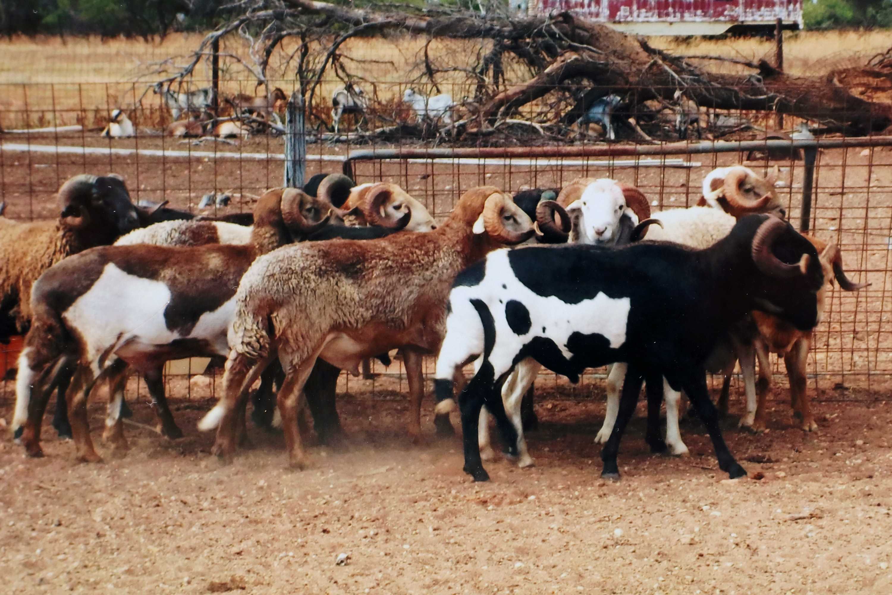 Live export diversification a winner for Gascoyne sheep producers - ABC ...