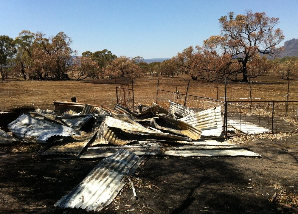 Helping sheep recovery from a bushfire - ABC News