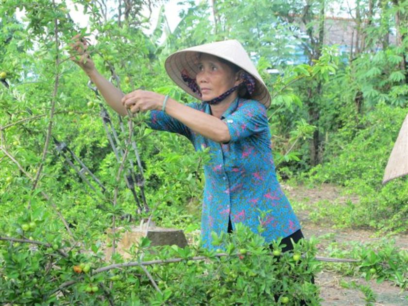 Vietnamese growers find beer bug bait fruitful - ABC News