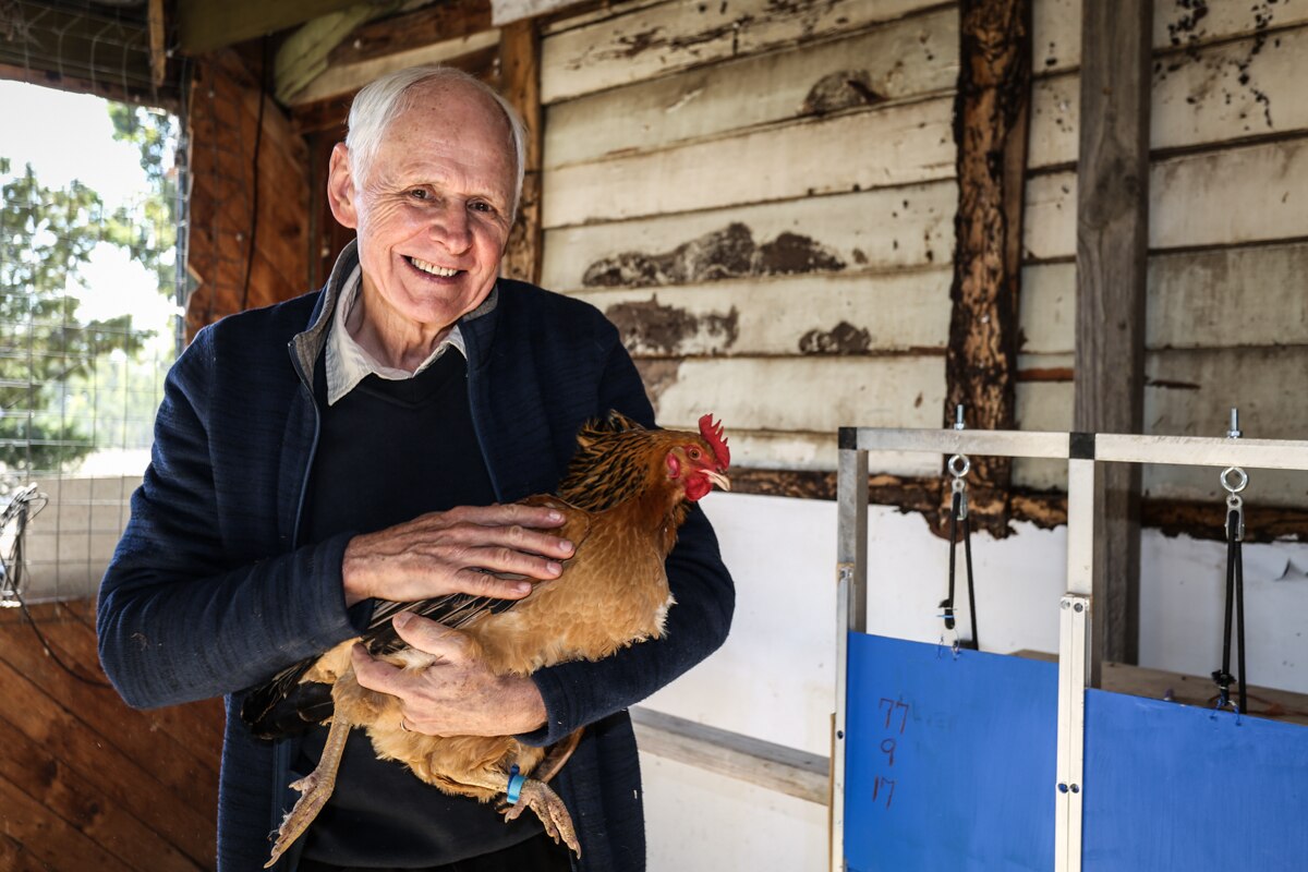 Quamby backyard chooks are a new breed made in Tasmania and great for ...
