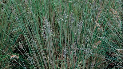 Festuca - Gardening Australia