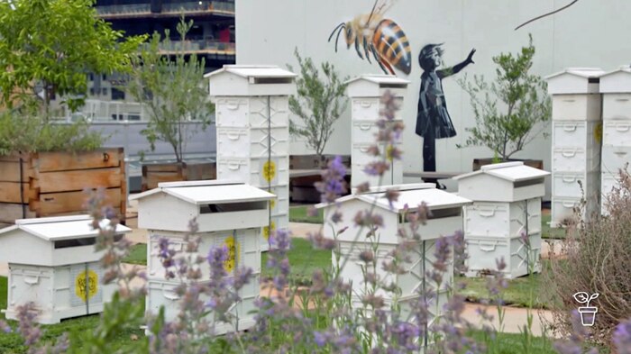 Bee Scene - Gardening Australia