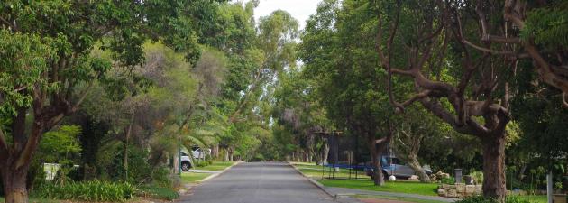 "We really value our trees in the City of Nedlands, so we are putting a ...