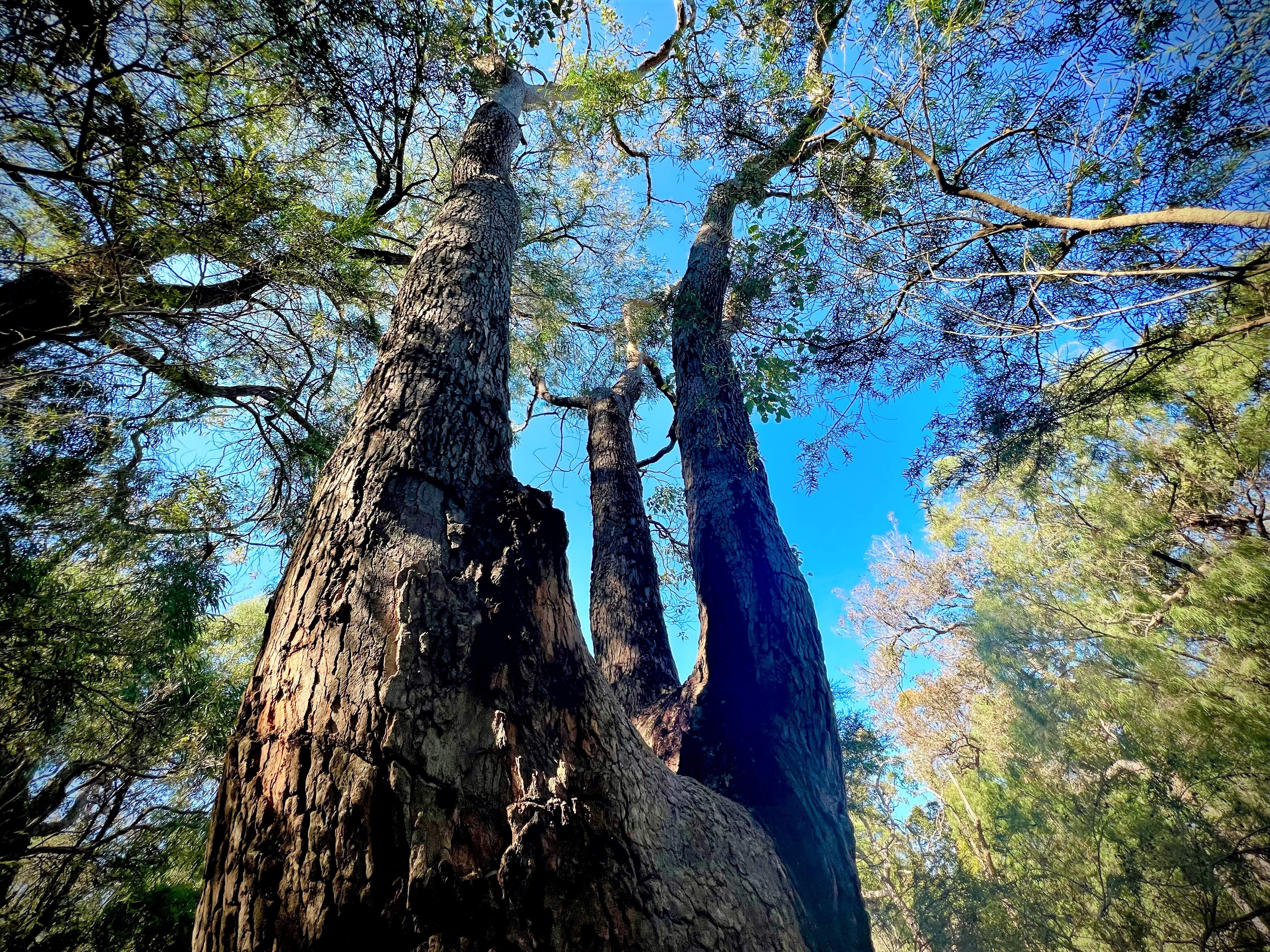 Specially pruned for centuries in WA, marri trees provide a vital ...