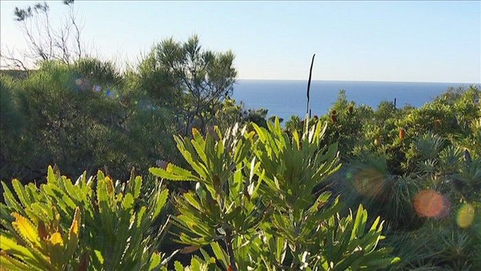 Wallum Heathland - Gardening Australia