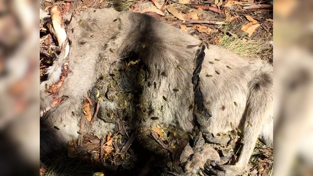 A wasp attacking a blow fly - ABC News