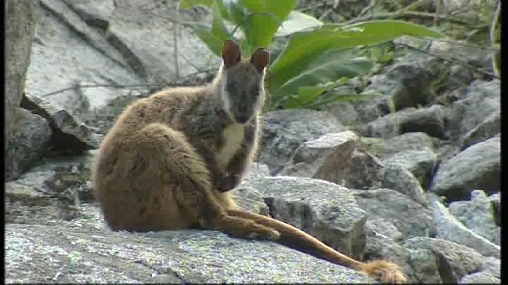 Southern brush-tailed rock wallabies go bush - ABC News