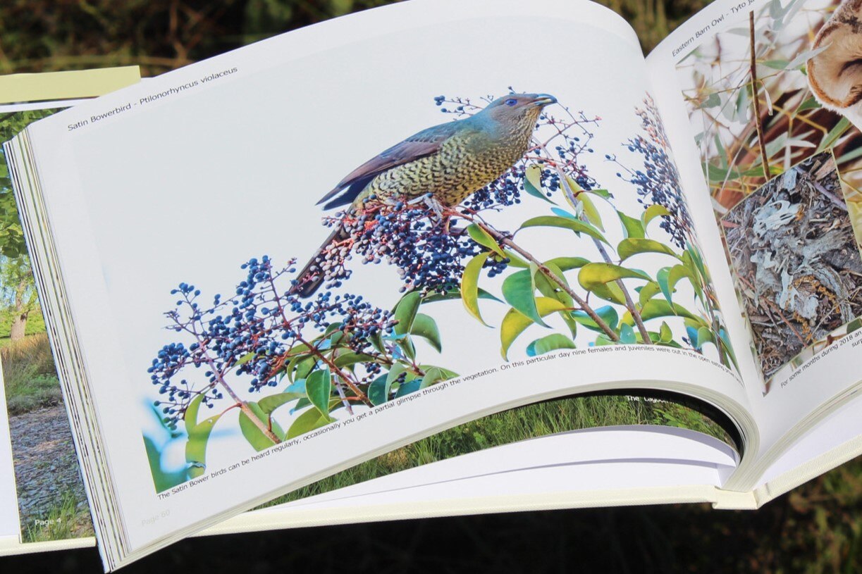 Birdwatching is offering mental health benefits to people around the ...